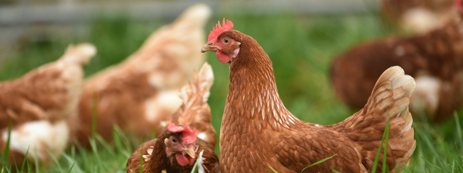 Free Range Chicken Eggs - Golladay Gardens Homestead